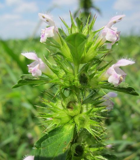 Revisiting the medieval importance of herbs